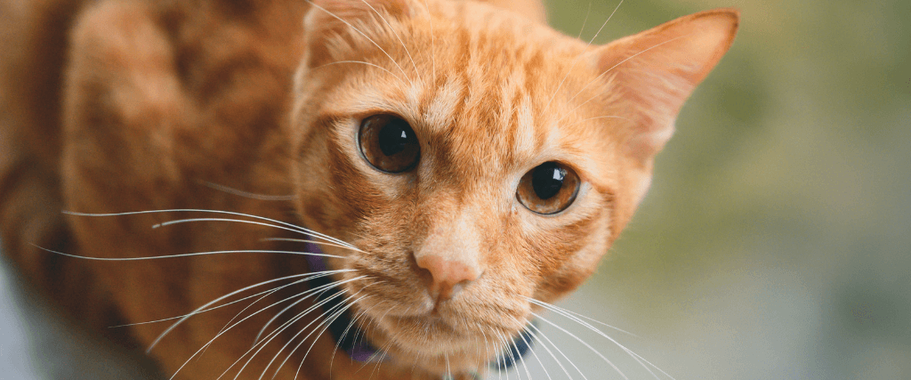 10 Commonly Asked Questions About Cats and Their Answers 10 Commonly Asked Questions About Cats and Their Answers