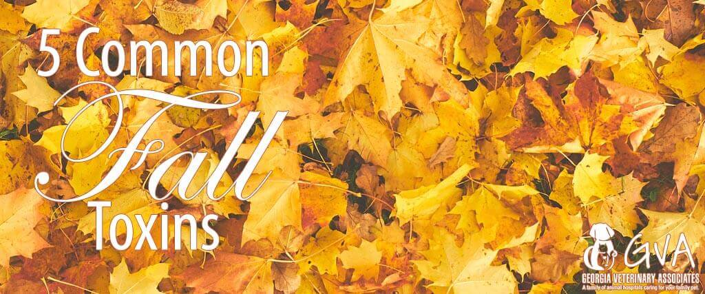 5 Common Fall Toxins