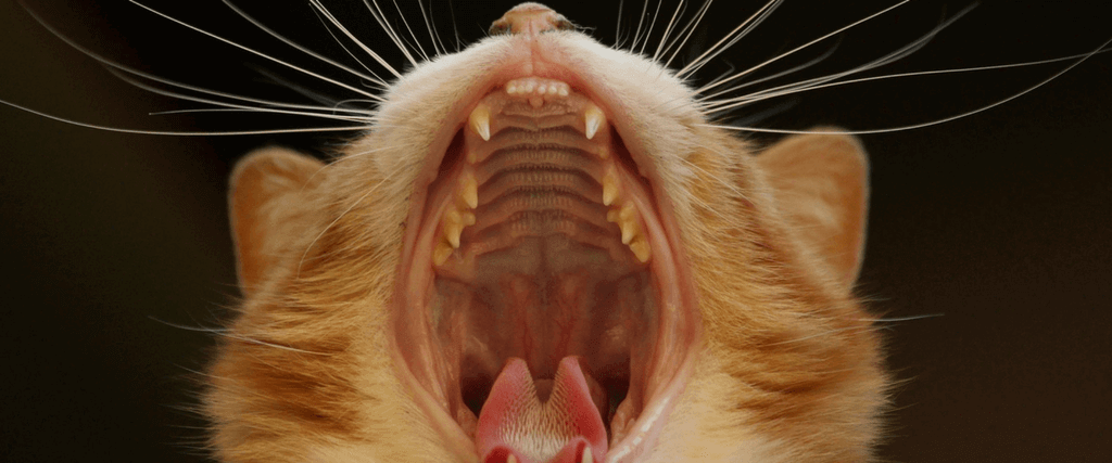 Cat Dental Health: What Cat Lovers Need to Know
