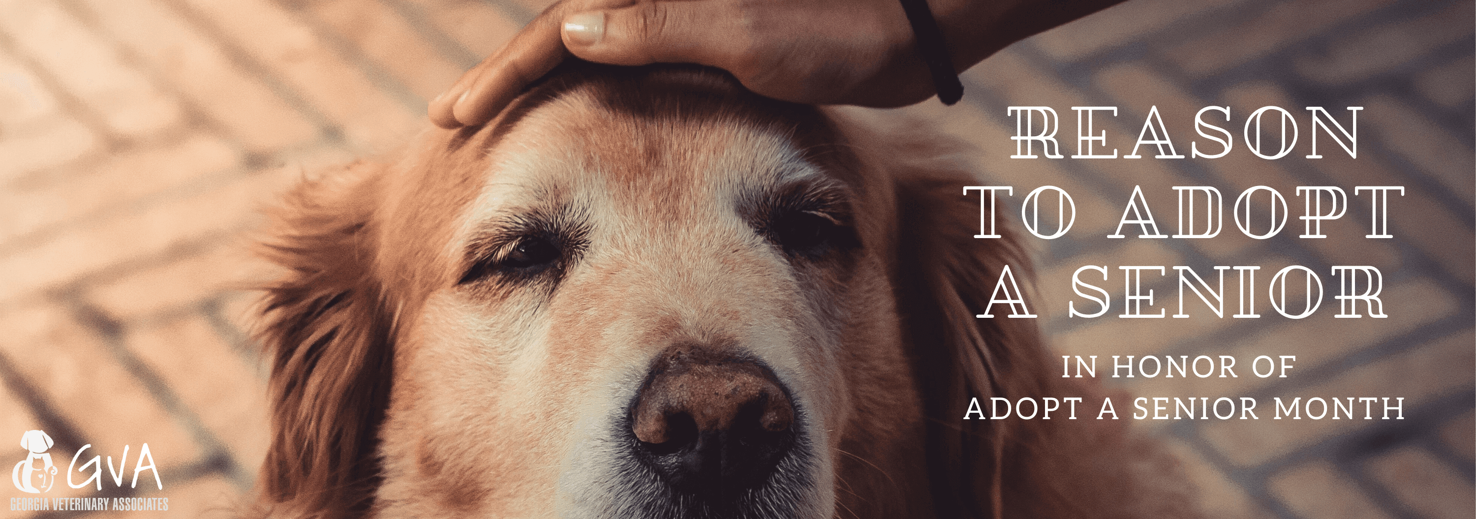 Reasons to Adopt a Senior