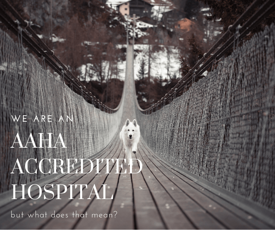 We Are An AAHA Accredited Hospital, but What Does That Mean?