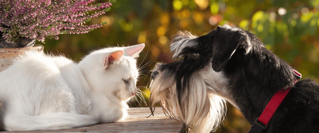 How to Introduce a New Dog Into a Pet-Filled Home